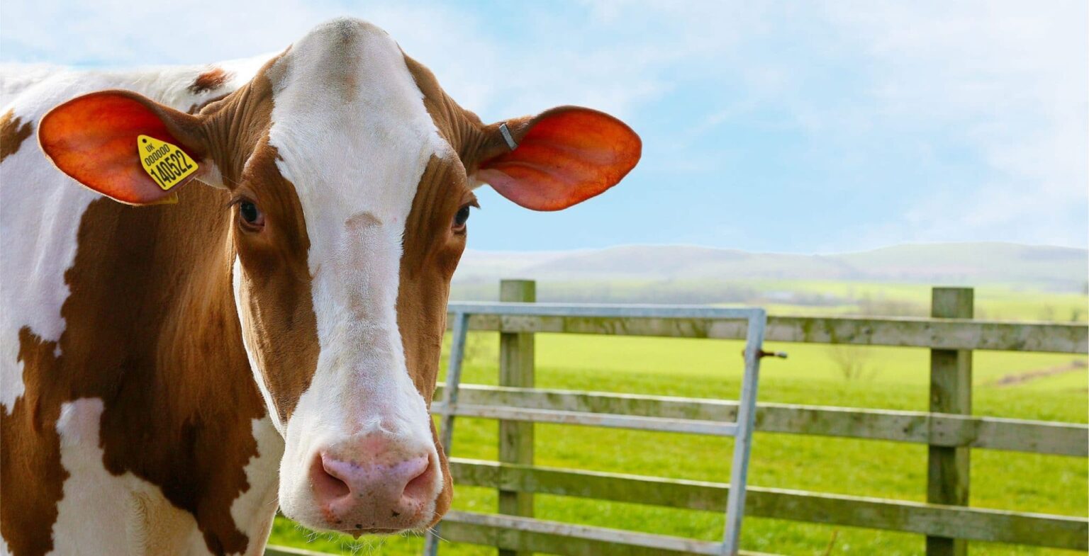 Ayr County Show 2026 – Now Ayrshire Radio